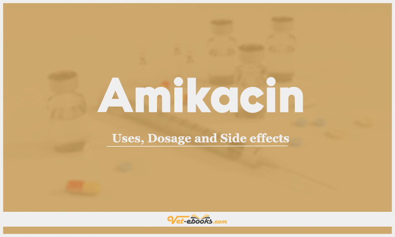 Amikacin Dose For Dogs, Cats & All Animals | Vet Drugs List