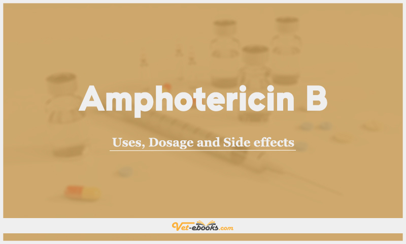 Amphotericin B Dose For Dogs & Cats | Vet Drugs List