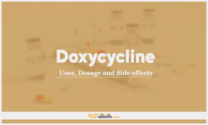 Doxycycline Dose For Dogs & Cats | Vet Drugs List