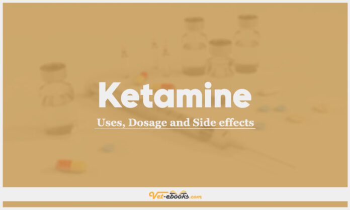 Ketamine Dose For Dogs & Cats | Vet Drugs List