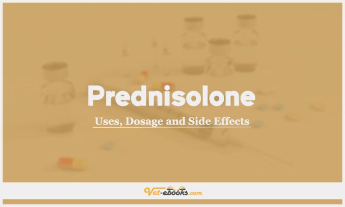 Prednisolone Dose For Dogs & Cats | Vet Drugs List