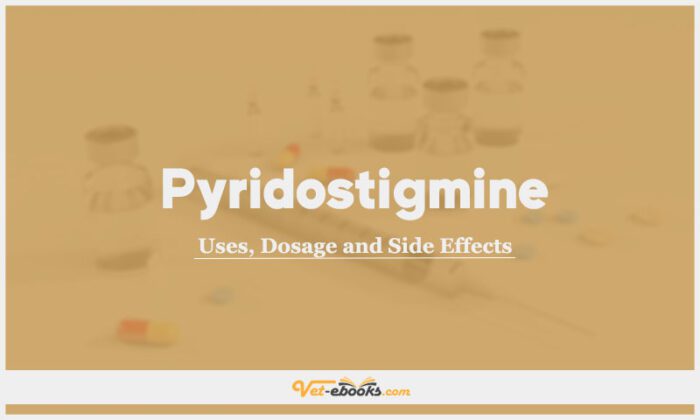 Pyridostigmine Dose For Dogs & Cats | Vet Drugs List
