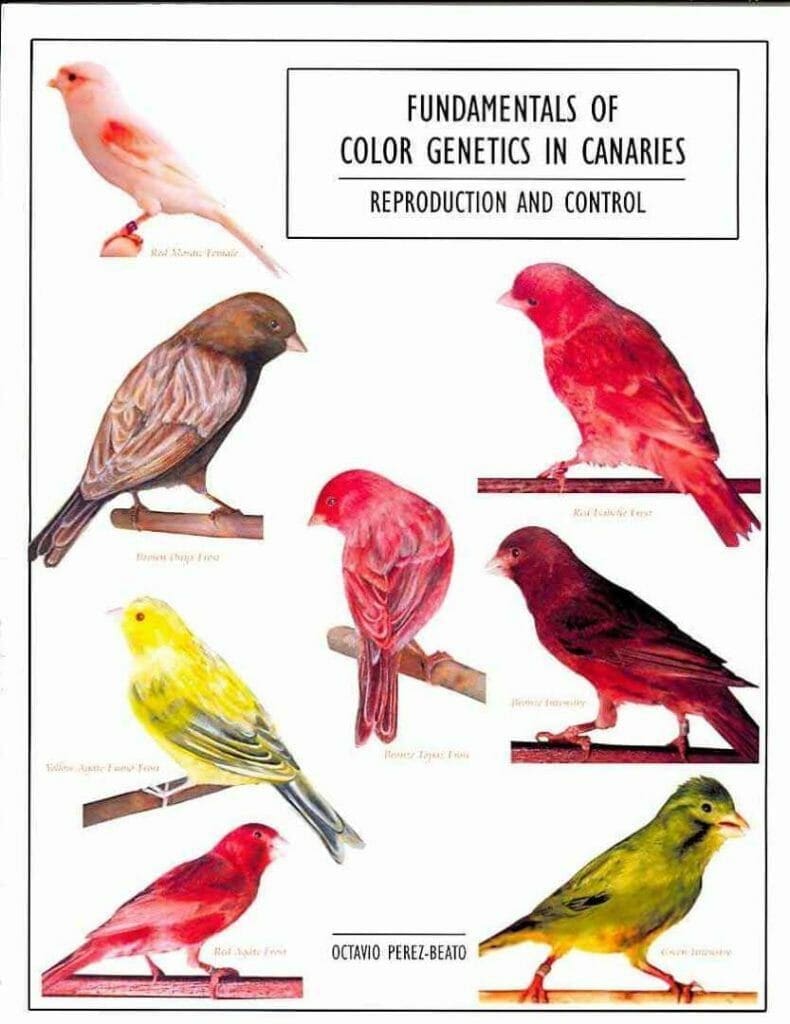 Fundamentals of Color Genetics In Canaries Reproduction and Control PDF ...
