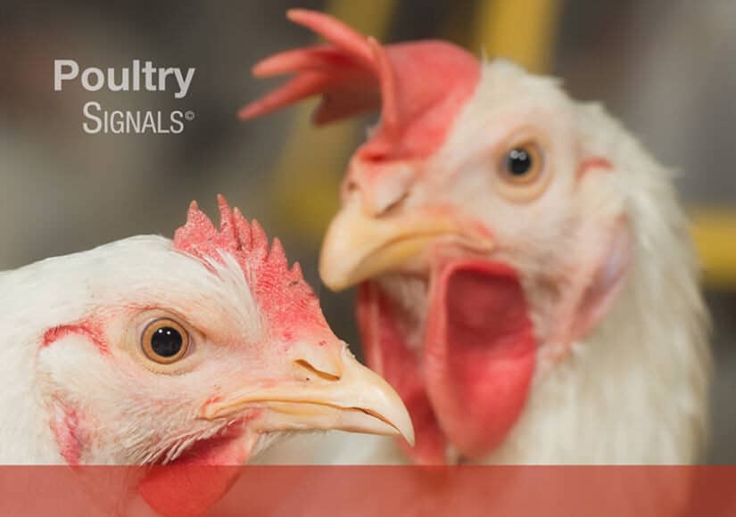 Vet eBooks | Veterinary Books PDF Library