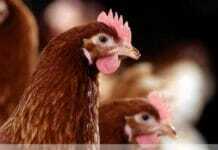 Poultry Signals: A Practical Guide for Bird Focused Poultry Farming PDF ...