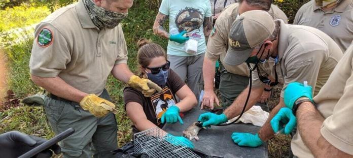 Difference between Wildlife Biologists and Zoologists