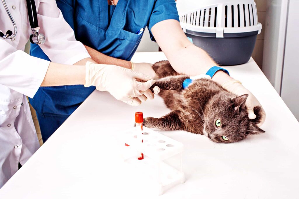 Essential 16 Types of Laboratory Tests in Veterinary clinic